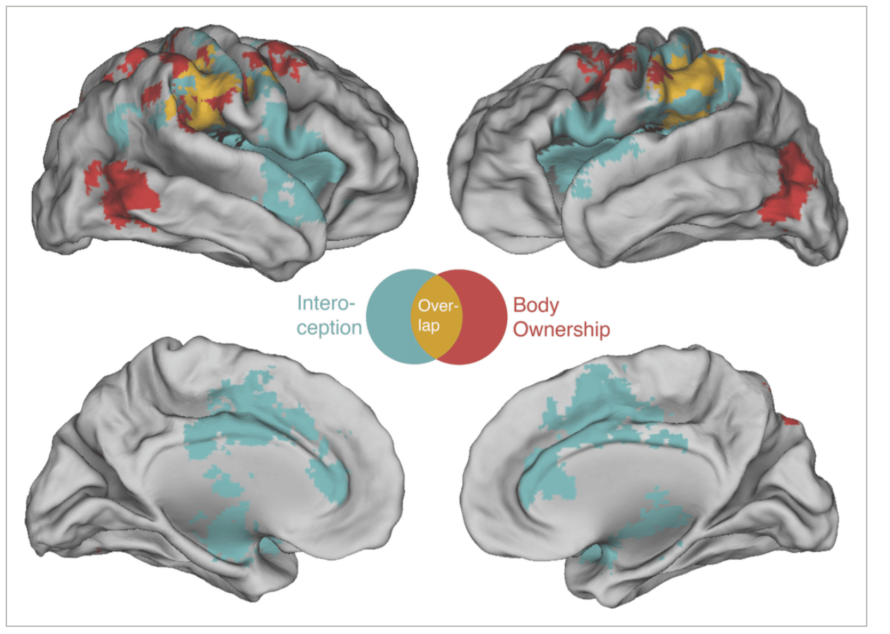 Neurohacking Body Awareness – White Tiger Qigong
